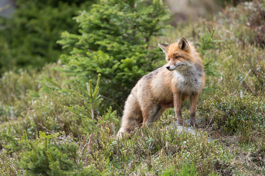 Fuchs Images – Browse 18,275 Stock Photos, Vectors, and Video | Adobe Stock