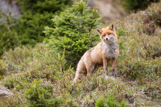 "Fuchs Images – Browse 18,780 Stock Photos, Vectors, and Video | Adobe ...