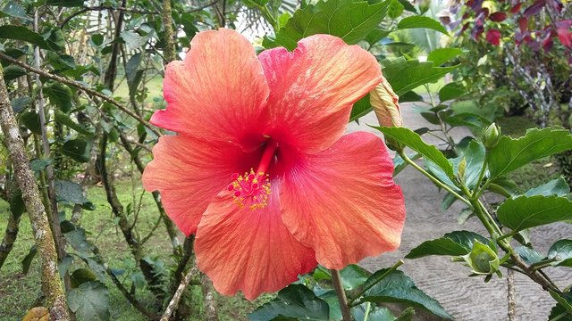 Wonder-Flower Images – Browse 203 Stock Photos, Vectors, and Video ...