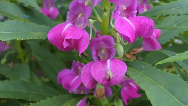 Snapweed Imagens – Procure 320 fotos, vetores e vídeos | Adobe Stock