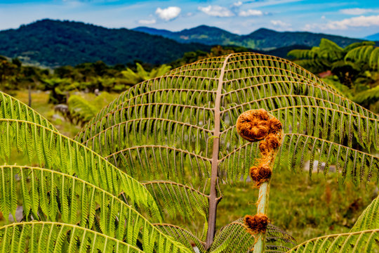 Imágenes de Encino: descubre bancos de fotos, ilustraciones, vectores y ...