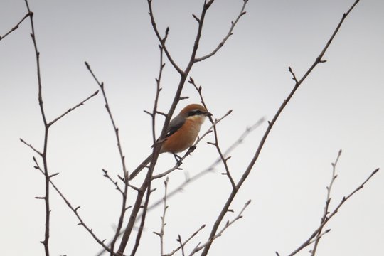 Otterrute Bilder – Durchsuchen 103 Archivfotos, Vektorgrafiken und ...