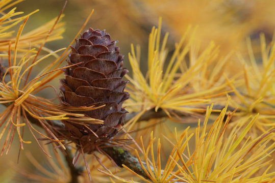 Microstrobilus Bilder – Durchsuchen 208 Archivfotos, Vektorgrafiken und ...