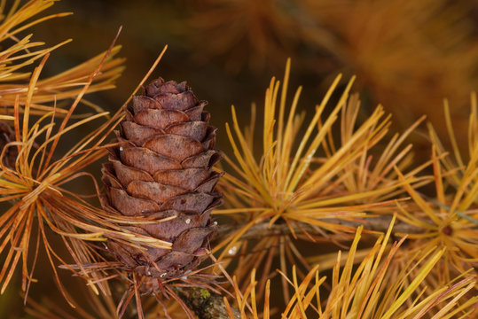 Microstrobilus bilder – Bläddra bland 208 stockfoton, vektorer och ...
