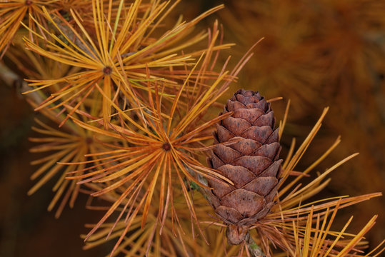 Microstrobilus bilder – Bläddra bland 208 stockfoton, vektorer och ...