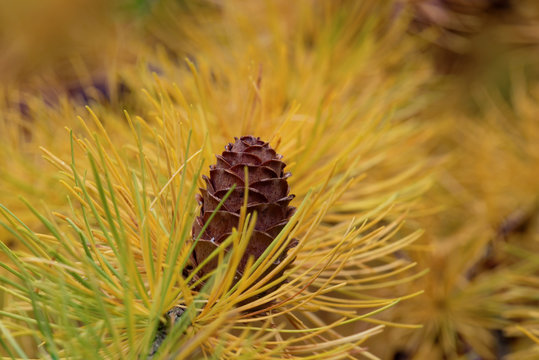 Microstrobilus bilder – Bläddra bland 208 stockfoton, vektorer och ...