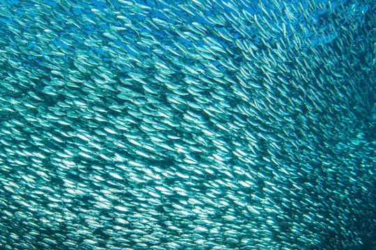 Free Fish Images – Browse 11,323 Free Stock Photos, Vectors, and Video ...