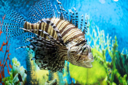 Dragonfish Images – Browse 498 Stock Photos, Vectors, and Video | Adobe ...