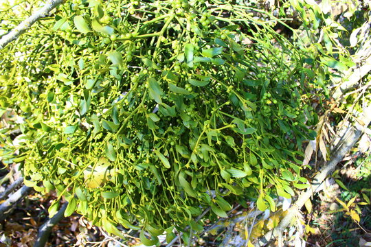 「Misteln」の画像 - 1,257 件の Stock 写真、ベクターおよびビデオ | Adobe Stock