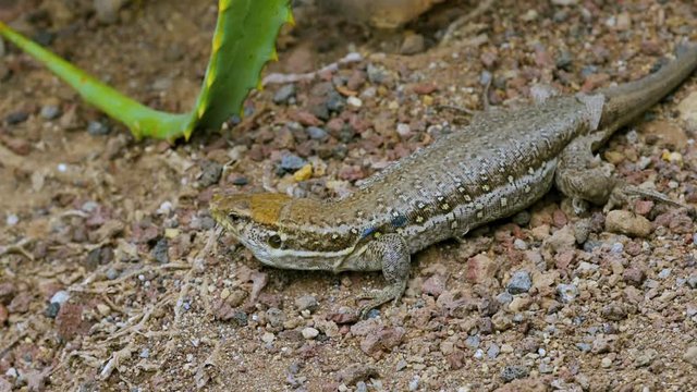 "Cave Lizard" 影像 – 瀏覽 47 個素材庫相片、向量圖和影片 | Adobe Stock