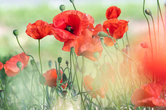 Mohnblumenwiese bilder – Bläddra bland 432 stockfoton, vektorer och ...