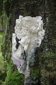 Aethalium Images – Browse 51 Stock Photos, Vectors, and Video | Adobe Stock