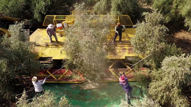 "Picking Olives" - Images et vidéos libres de droits | Adobe Stock