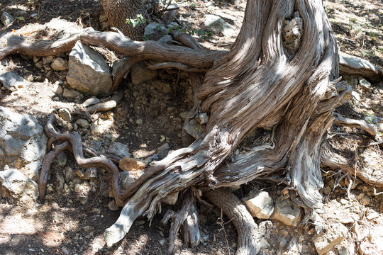 "Old Tree Roots" Images – Browse 49 Stock Photos, Vectors, and Video ...