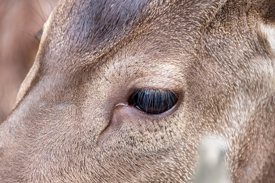 Rehauge-Bilder: Stock-Fotos & -Videos. | Adobe Stock