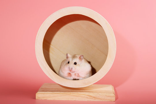 Cute Mouse On A Wheel