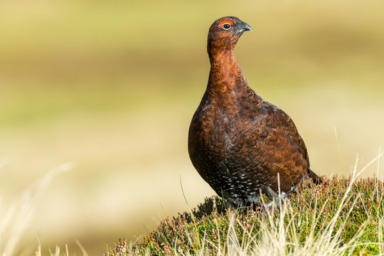Red Grouse"」の写真素材 | 1,721件の無料イラスト画像 | Adobe Stock