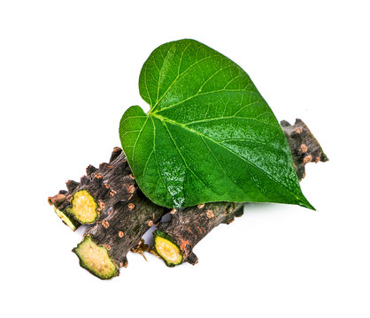 Giloe Bilder – Durchsuchen 552 Archivfotos, Vektorgrafiken und Videos ...