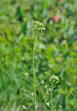 Blindweed Images – Browse 56 Stock Photos, Vectors, and Video | Adobe Stock