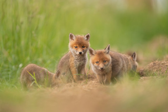 Imágenes de Renardeau: descubre bancos de fotos, ilustraciones ...