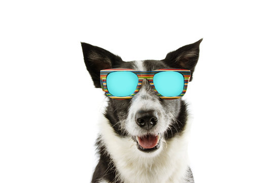 Free Dog Images – Browse 14,393 Free Stock Photos, Vectors, and Video ...