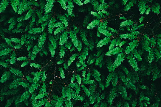 Coniferales Bilder – Durchsuchen 15,886 Archivfotos, Vektorgrafiken und ...