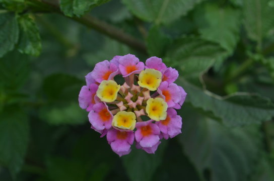 Cariaquito Images – Browse 23 Stock Photos, Vectors, and Video | Adobe ...