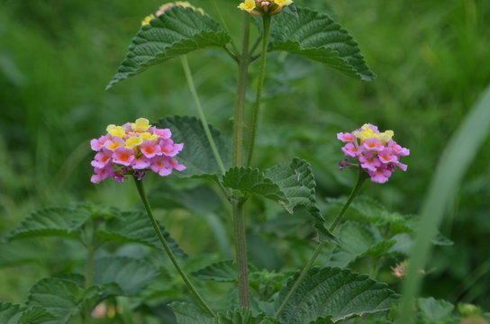 Cariaquito Images – Browse 23 Stock Photos, Vectors, and Video | Adobe ...