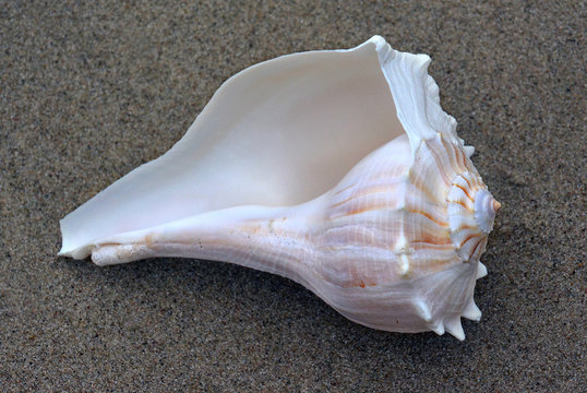 รูปภาพKoncha – เลือกดูภาพถ่ายสต็อก เวกเตอร์ และวิดีโอ168 | Adobe Stock