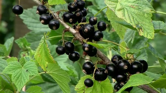 「Cassis-Beeren」の写真素材 | 304件の無料イラスト画像 | Adobe Stock