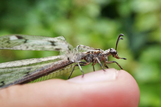 Neuroptera Изображения: просматривайте стоковые фотографии, векторные ...