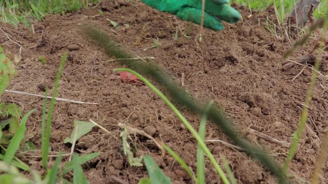 Yard-Work Bilder – Durchsuchen 66 Archivfotos, Vektorgrafiken und ...