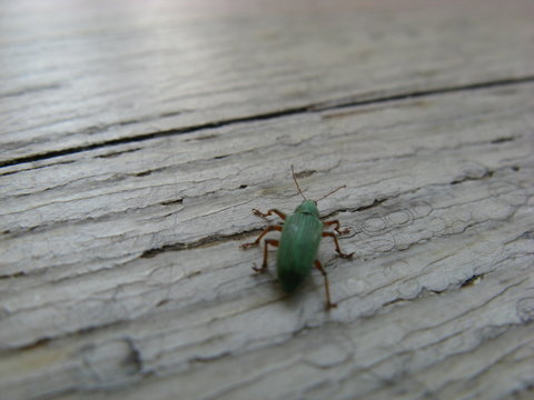 Imagens de Caruncho – Explore Fotografias do Stock, Vetores e Vídeos de ...