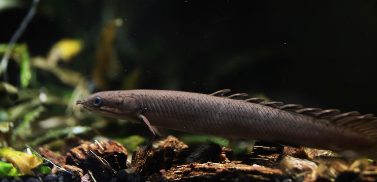 Polypterus Teugelsi