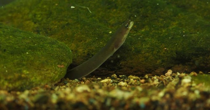 Imágenes de "Silver Eels": descubre bancos de fotos, ilustraciones ...