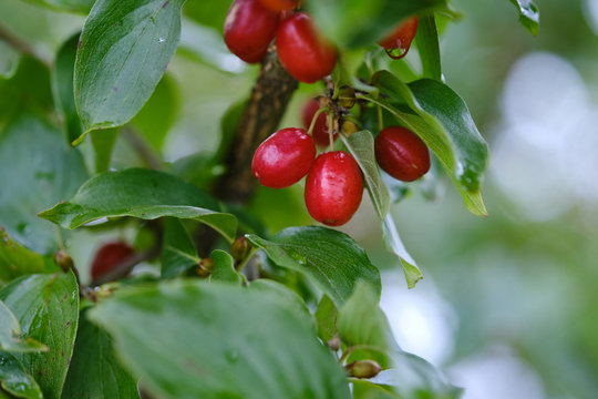 Imagens de Dogberry-Tree – Explore Fotografias do Stock, Vetores e ...