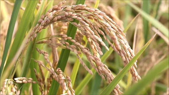"Rice Plant" Images – Browse 2,069,616 Stock Photos, Vectors, and Video ...