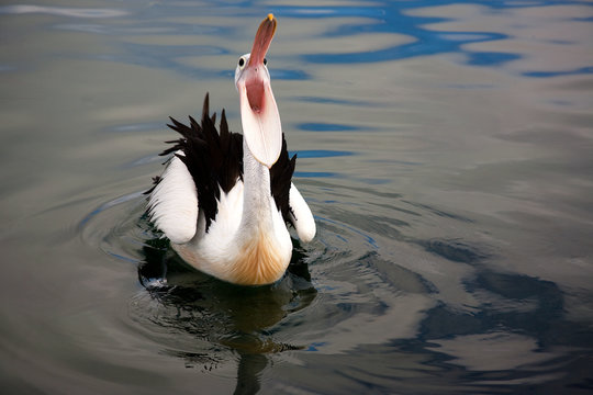 Chatterbox Images – Browse 920 Stock Photos, Vectors, and Video | Adobe ...