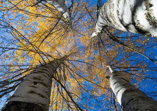 Abedules Abedul Birch Hi Res Stock Photography And Images Alamy
