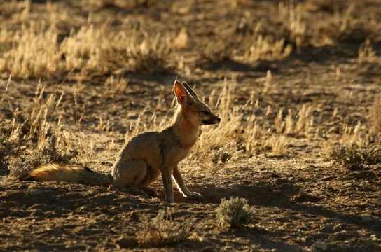 Kapfuchs Bilder – Durchsuchen 408 Archivfotos, Vektorgrafiken und ...