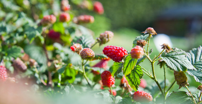 Loganberry bilder – Bläddra bland 1,543 stockfoton, vektorer och videor ...
