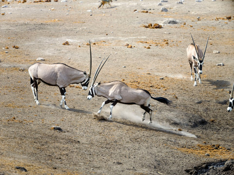 Imágenes de Orix: descubre bancos de fotos, ilustraciones, vectores y ...
