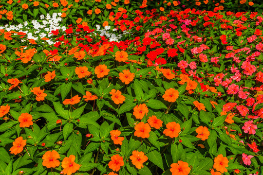 Snapweed Bilder – Durchsuchen 320 Archivfotos, Vektorgrafiken und ...