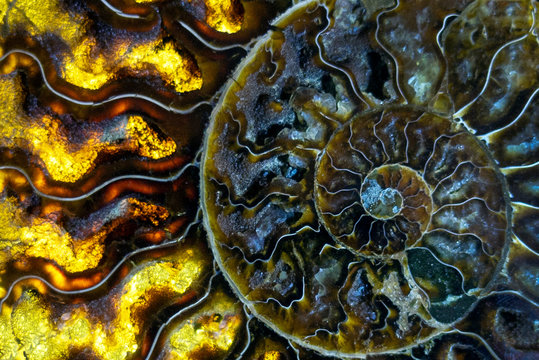 Imagens de Ammonites – Explore Fotografias do Stock, Vetores e Vídeos ...