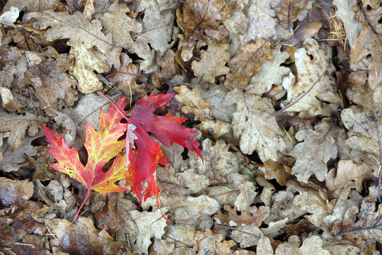 Sumpfig Bilder – Durchsuchen 1,054 Archivfotos, Vektorgrafiken und ...