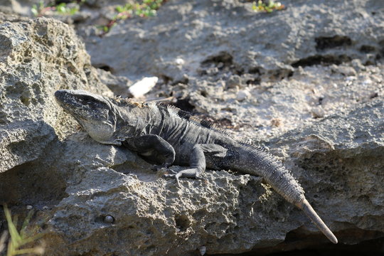 Tolok Images – Browse 10 Stock Photos, Vectors, and Video | Adobe Stock