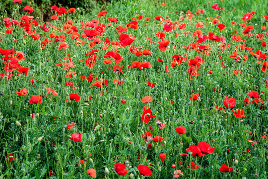 Rodwell Images – Browse 21 Stock Photos, Vectors, and Video | Adobe Stock