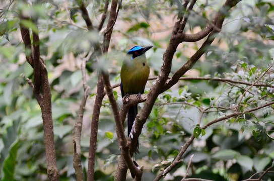 Momoto Bilder – Durchsuchen 63 Archivfotos, Vektorgrafiken und Videos ...