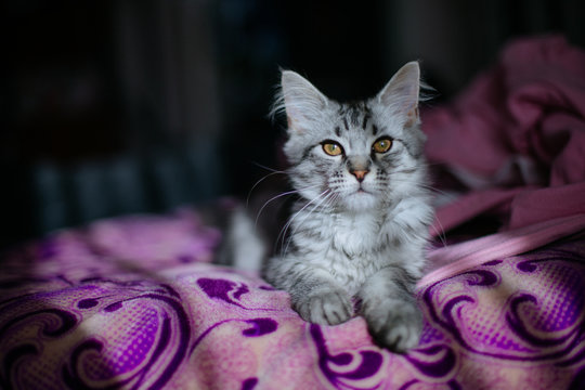 รูปภาพMei-Kun – เลือกดูภาพถ่ายสต็อก เวกเตอร์ และวิดีโอ74 | Adobe Stock