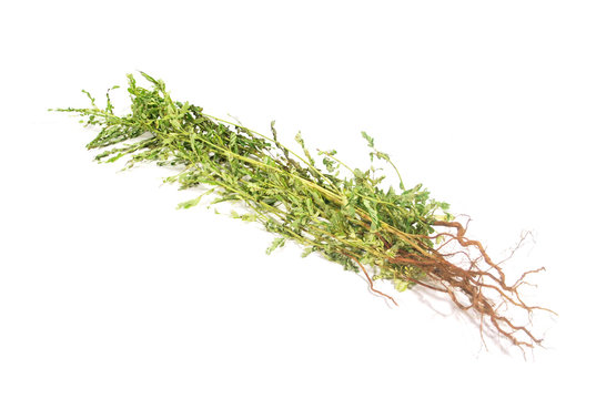 Tamalaki Images – Browse 61 Stock Photos, Vectors, and Video | Adobe Stock